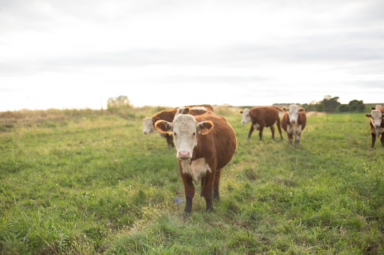 Our Practices | 100% Grass Fed & Finished Beef – Grand View Beef