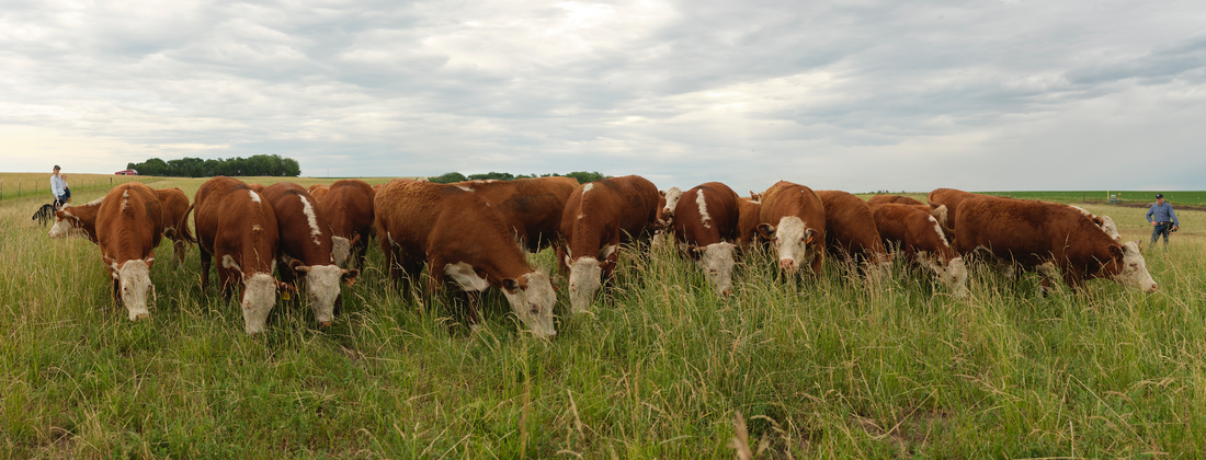 OUR PRACTICES – Grand View Beef